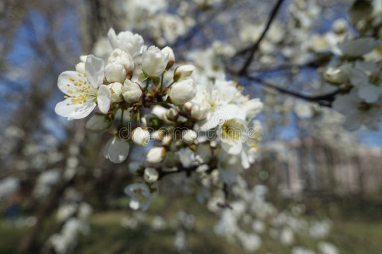 Group of Buds and White Flowers of Plum Tree in March Stock Image ...
