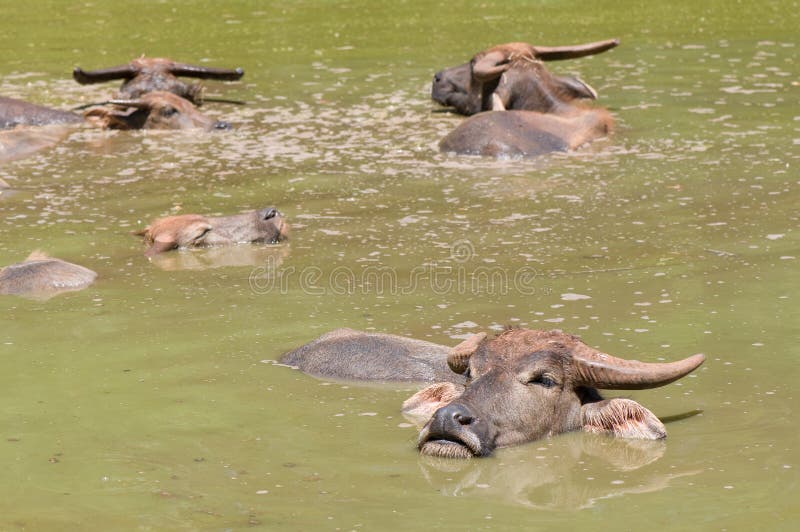 Group of buffalo stock photo. Image of marsh, nature - 15359086