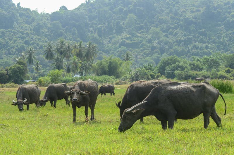 Group of buffalo stock photo. Image of conservation - 178761230