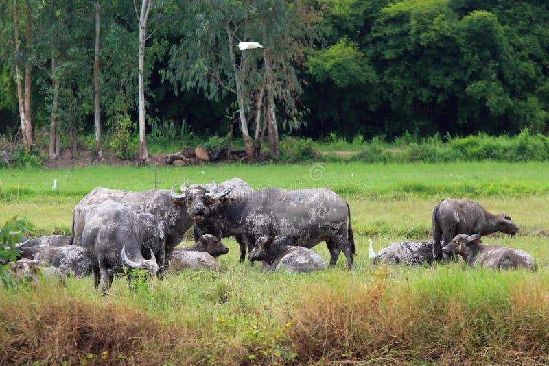 Group of Buffalo in Green Field. Stock Image - Image of black, male ...