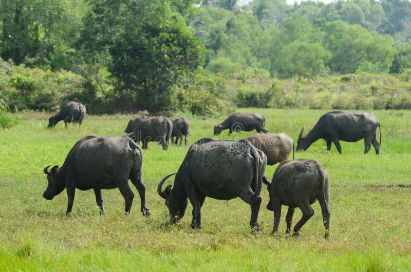 A Group of Buffalo Group is Leaving. Stock Photo - Image of travel ...