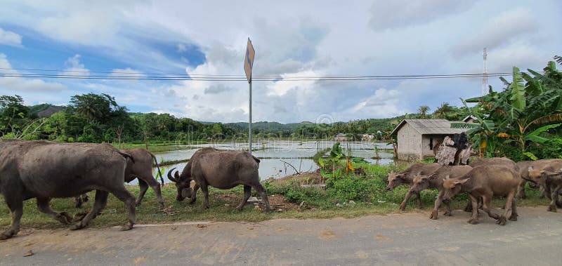 A Group of Buffalo at the Way Stock Photo - Image of field, cattle ...