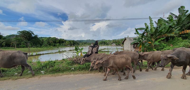 A Group of Buffalo at the Way Stock Image - Image of cattle, goats ...