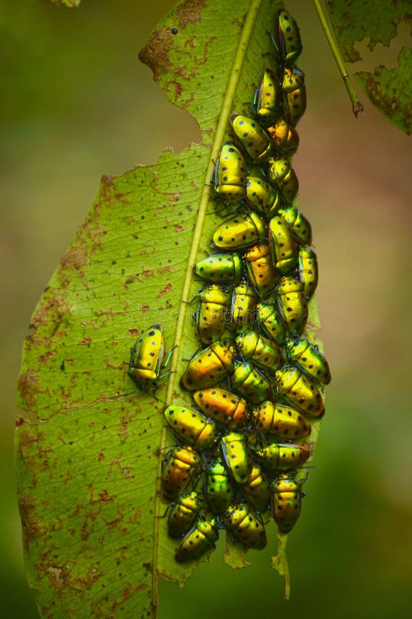 Group of bugs stock image. Image of shadows, nikon, leaf - 36190687