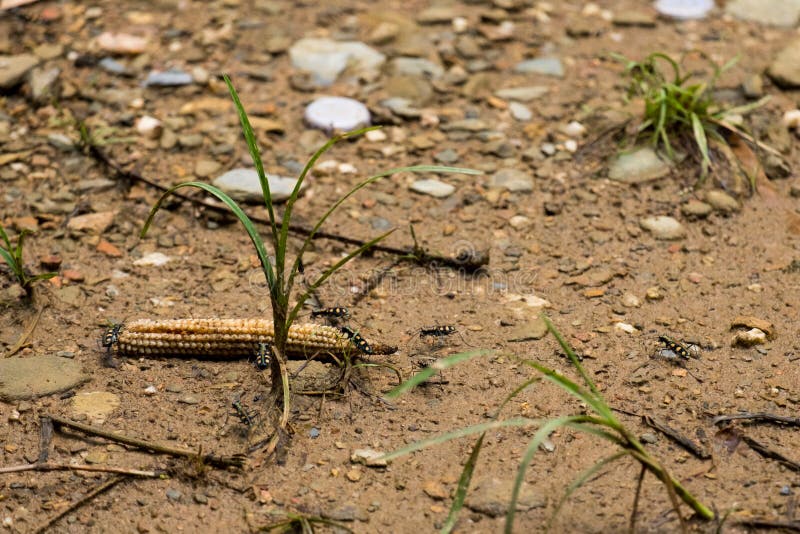 Group of Bugs are Working Together To Bring the Corn Cob Back Stock ...