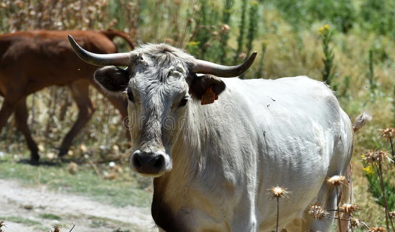 A Group of Buills on the Spanish Cattle Farm Stock Photo - Image of ...