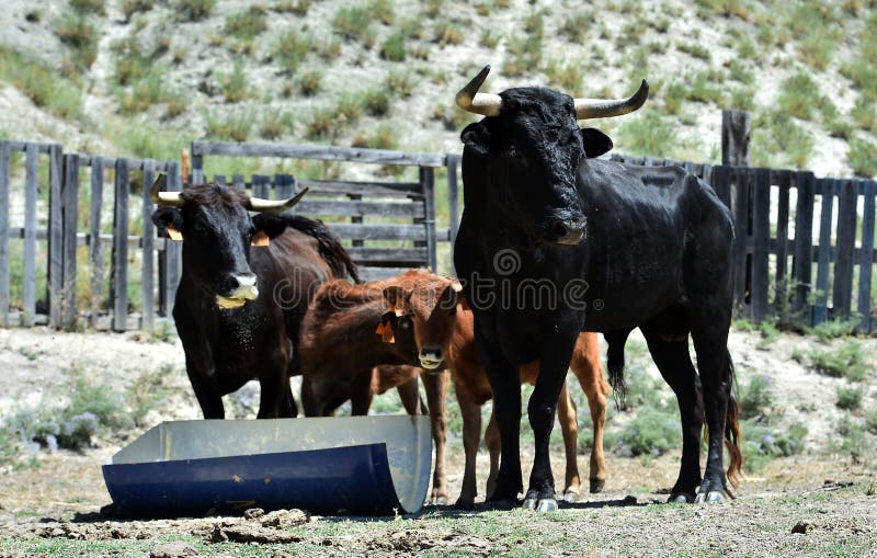 A Group of Buills on the Spanish Cattle Farm Stock Image - Image of ...