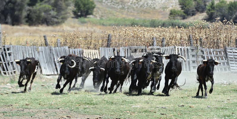 A Group of Buills on the Spanish Cattle Farm Stock Image - Image of ...