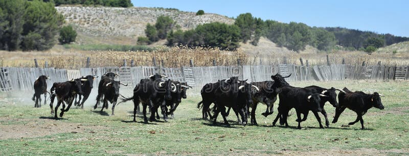 A Group of Buills on the Spanish Cattle Farm Stock Photo - Image of ...