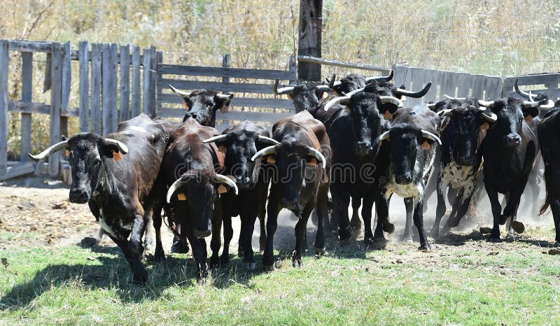 A Group of Buills on the Spanish Cattle Farm Stock Image - Image of ...
