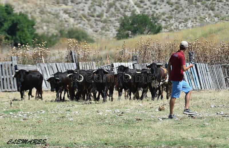 Spanish farm workers editorial stock image. Image of barn - 182058789