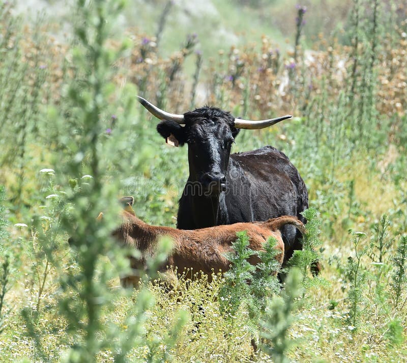 A Group of Buills on the Spanish Cattle Farm Stock Image - Image of ...