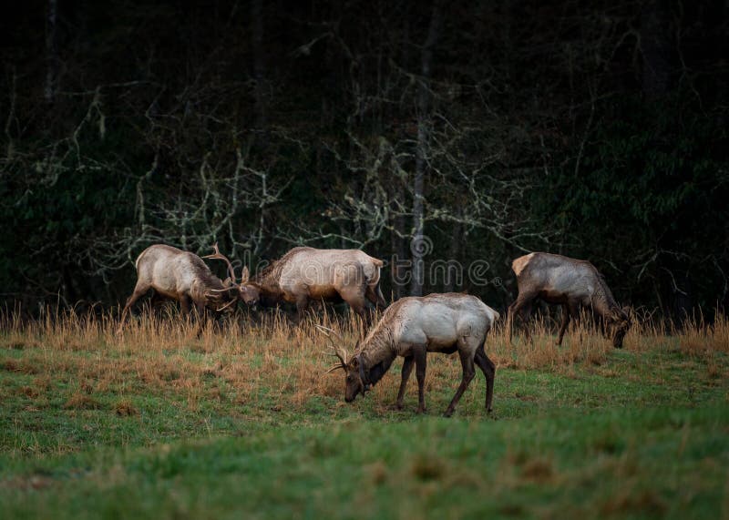 Group of Bull Elk Spar in Early Spring Stock Photo - Image of spring ...