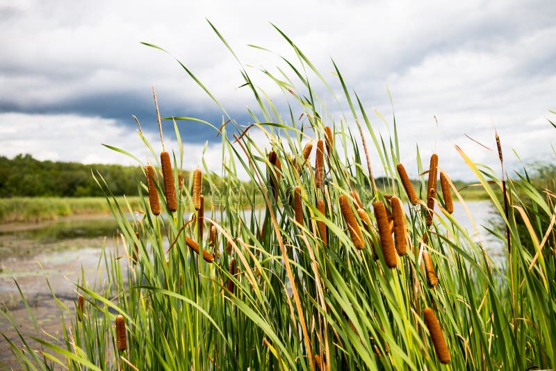Group of Bull Rushes with Storm Clouds in Backgrou Stock Photo - Image ... Group of Bull Rushes with Storm Clouds in Backgrou Stock Photo - Image ...