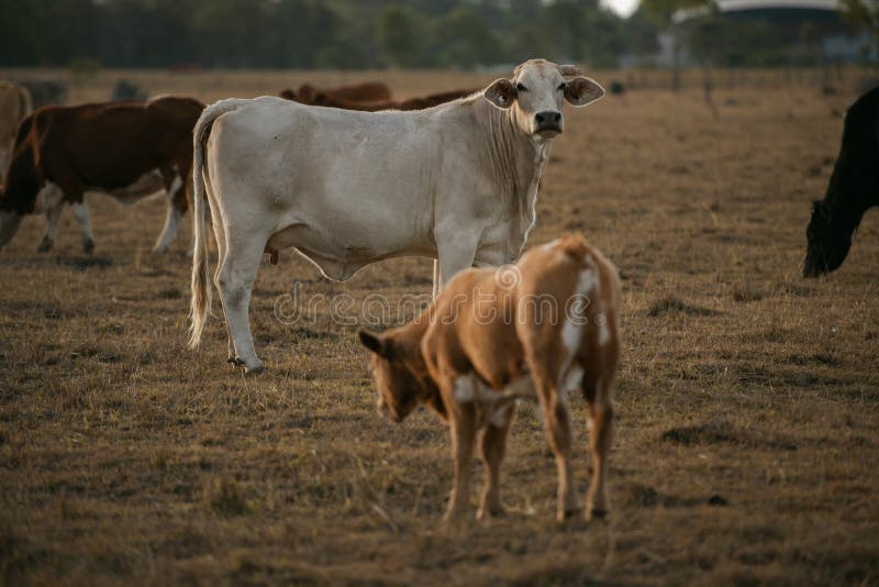 Group of bulls and cows stock photo. Image of farming - 151602124