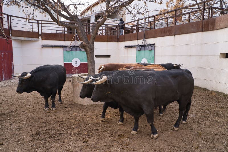 Group of Bulls Inside a Barn Stock Image - Image of farmland, animal ...