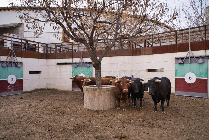 Group of Bulls Inside a Barn in Cehegin, Murcia Stock Photo - Image of ...
