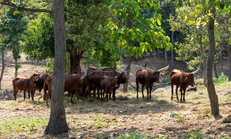 Group of Bulls Standing Under Trees Stock Image - Image of horns ...
