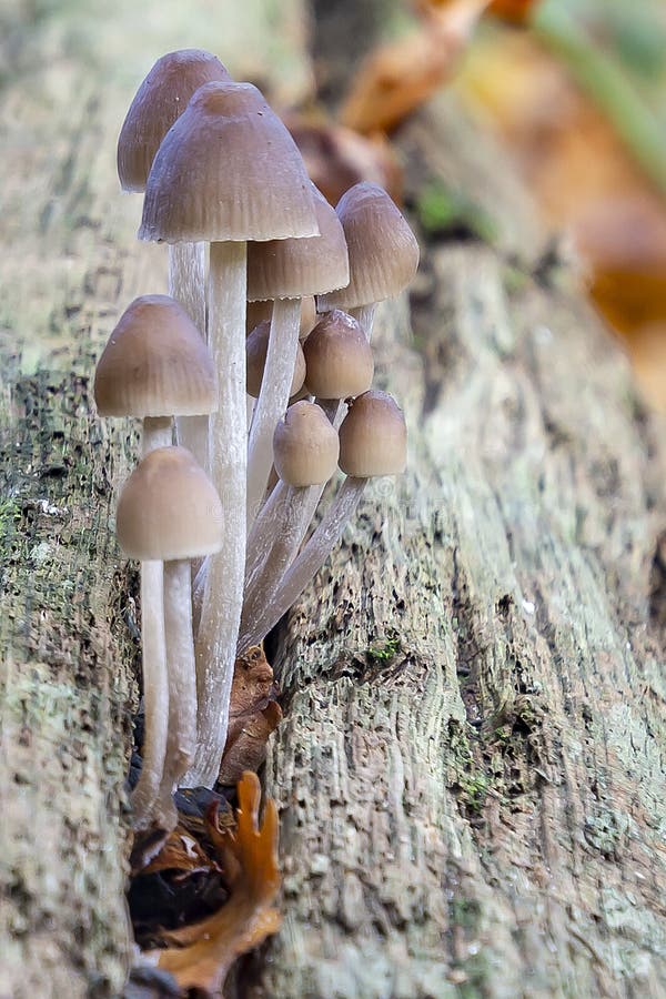Psathyrella multipedata stock image. Image of poisonous - 17399365