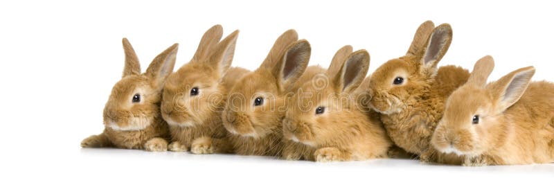16,112 Bunnies Stock Photos - Free & Royalty-Free Stock Photos from ...