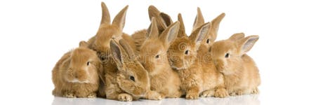 Group of bunnies stock image. Image of family, nursery - 2307411