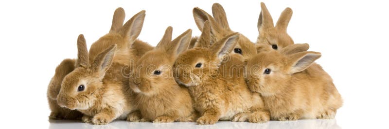 Group of bunnies stock photo. Image of childhood, group - 2307420