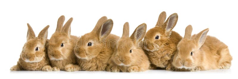 Group of bunnies stock photo. Image of childhood, fluffy - 2307476
