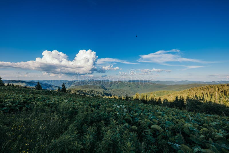A Group of Bushes in a Field Stock Image - Image of heaven, meadow ...