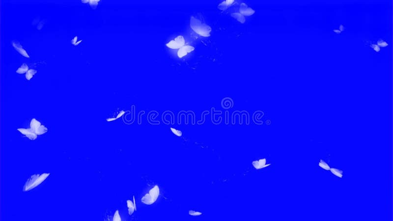 Group of Butterflies Flying on Blue Screen Mat Background 4K Animation ...