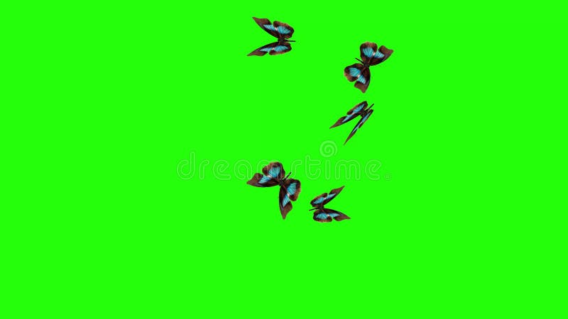 Group of Butterflies Flying on Green Screen, Environment Nature ...