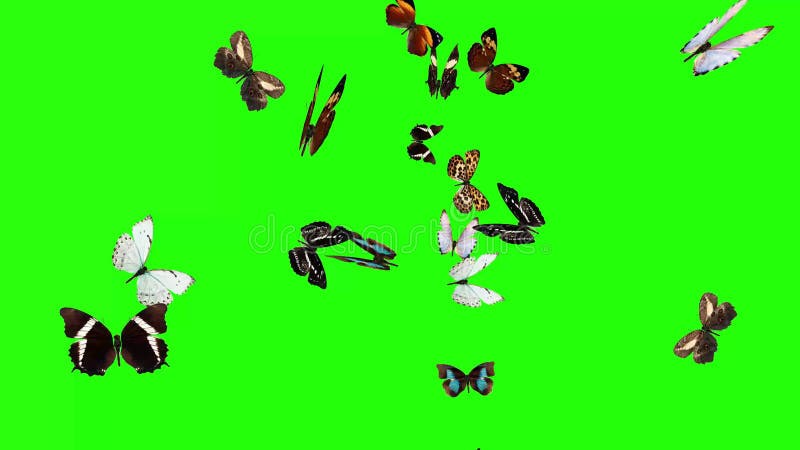 Group of Butterflies Flying on Green Screen, Environment Nature ...