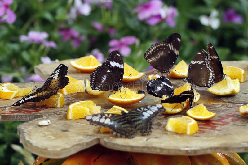 Group of Butterflies Sitting in a Flower Garden Stock Photo - Image of ...