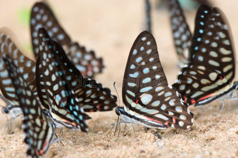 Group of butterfly stock photo. Image of insect, closed - 15143766