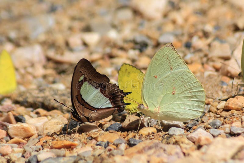 Group of butterfly stock photo. Image of multi, focus - 50726338