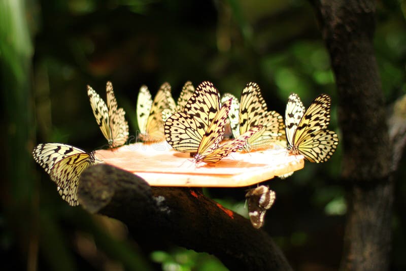 Group of butterfly stock image. Image of forest, nature - 38928785