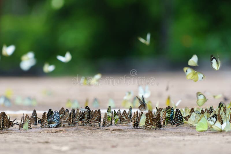 Group of Butterfly on the Ground Stock Photo - Image of amazing, nature ...