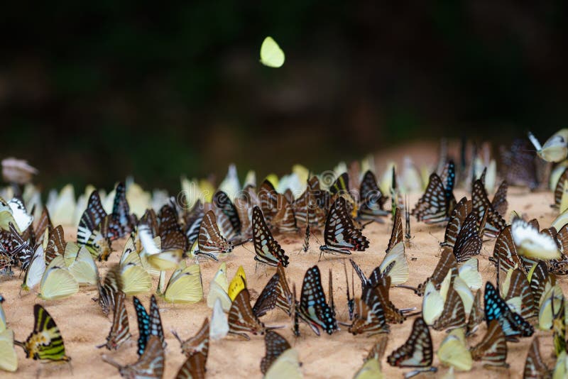 Group of Butterfly on the Ground Stock Photo - Image of multi, clay ...
