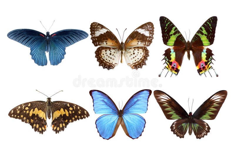 Group of Butterfly Isolated on White Background Stock Image - Image of ...