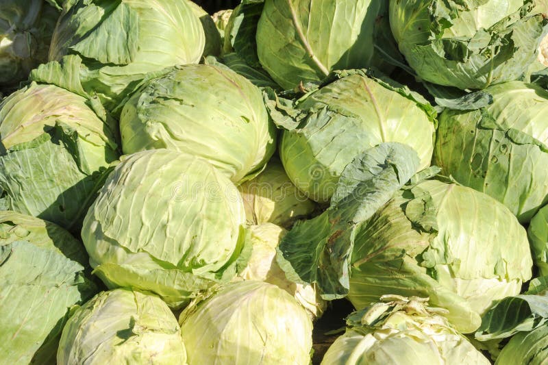 Group of cabbage stock photo. Image of diet, agriculture - 86370438