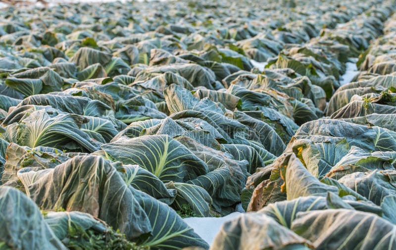 Group of Cabbages stock image. Image of health, healthy - 66225963