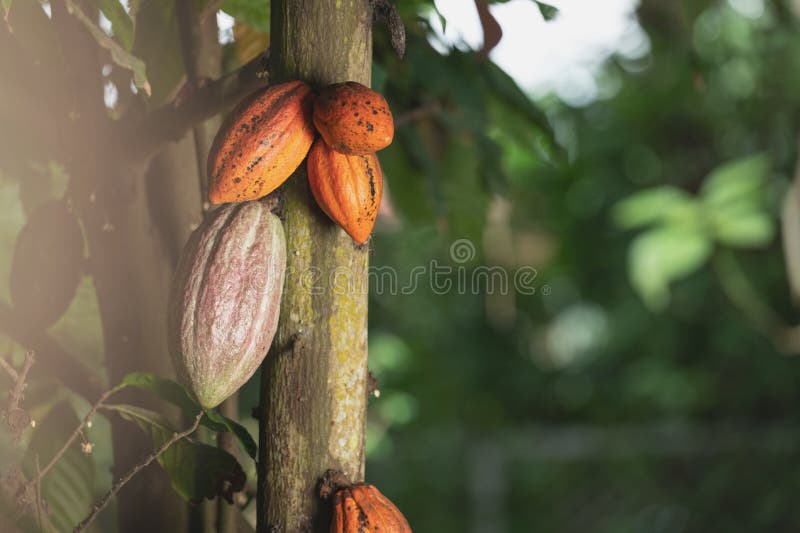 Group of cacao pod stock photo. Image of leaves, background - 269337414