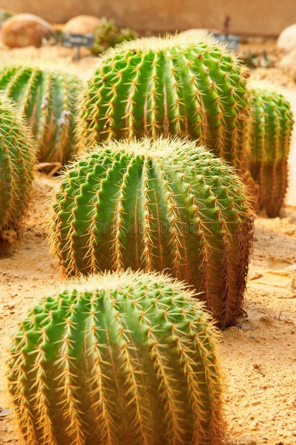 Group of cactus stock photo. Image of flower, cacti, natural - 23962096