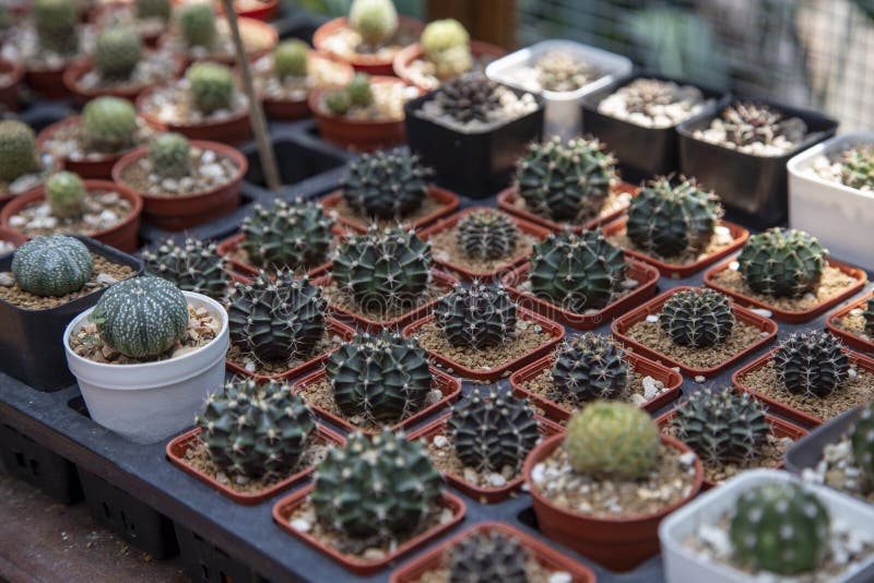 Group of cactus stock image. Image of group, farm, tree - 149350649