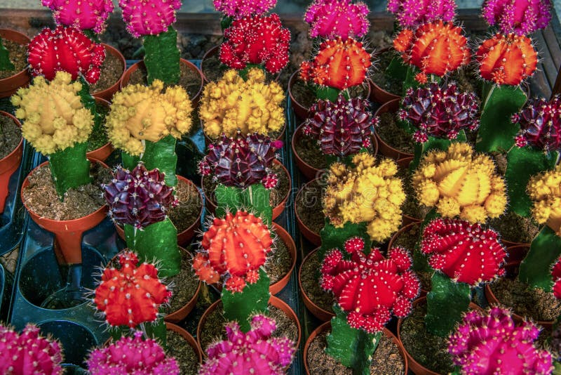 Colorful cactus. stock image. Image of cactus, tight - 127627771