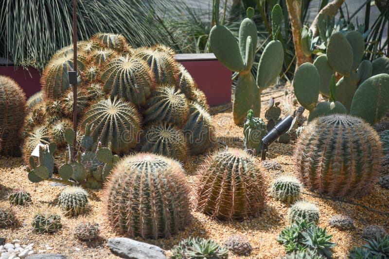 Group of Cactus in the Garden Stock Photo - Image of nature, cactus ...