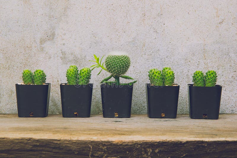 Group of cactus plants stock photo. Image of earring - 73858696