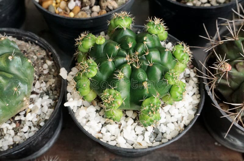 Group of Cactus Pot in Garden, Houseplant Stock Image - Image of cactus ...