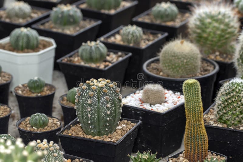 Group of Cactus in a Pot in the Garden. Small Decorative Plant Stock ...