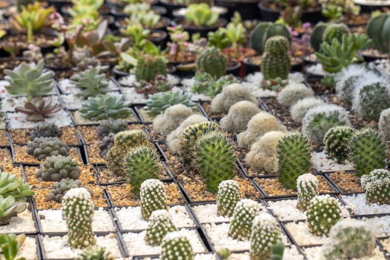 Group of Cactus in a Pot in the Garden. Small Decorative Plant Stock ...