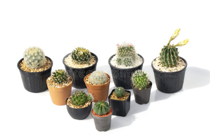 Group of Cactus in Pots Isolated on White Background. Small Decorative ...